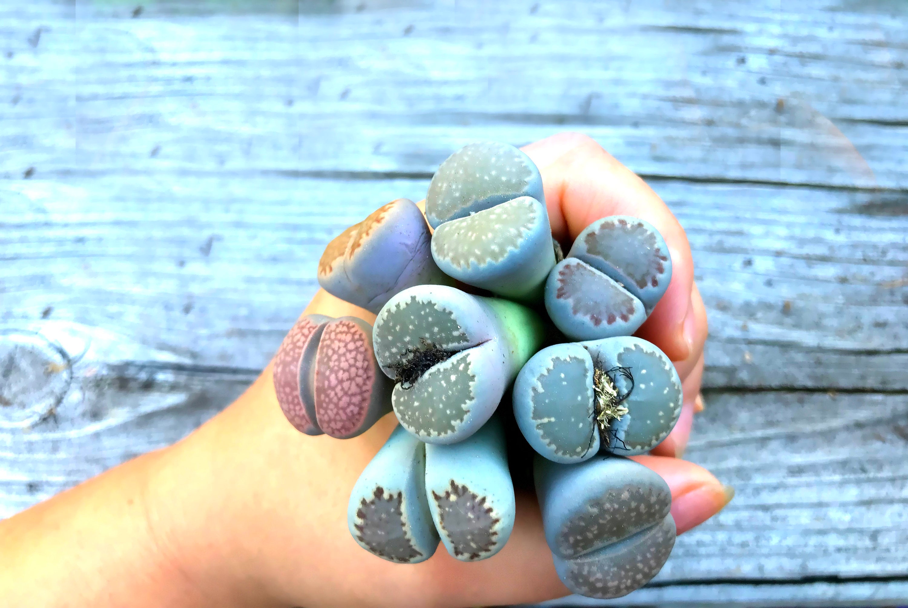 Large Healthy Lithops Plant / Living Stone Plant / Rare | Etsy