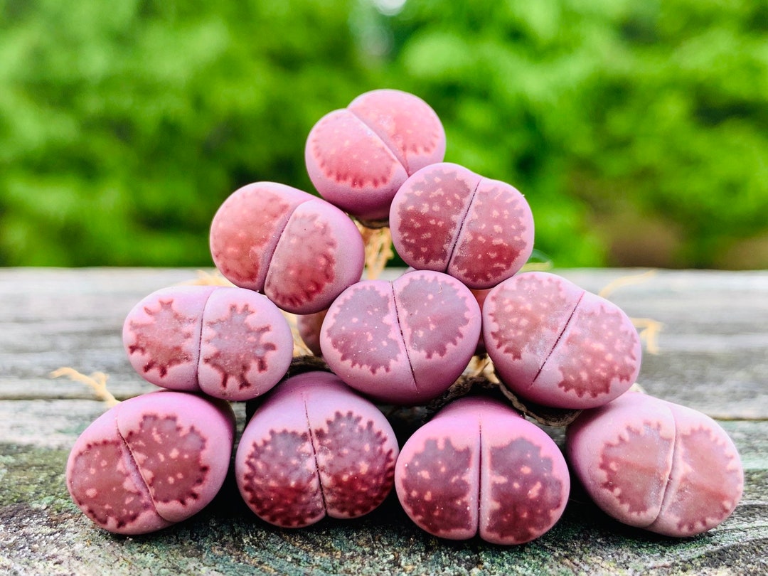 Limited Rare Lithop Salicola 'sato's Violet' Bacchus / Lithops Living ...