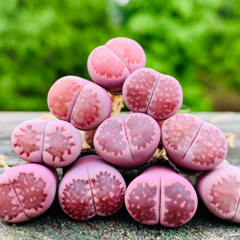 MicroLandscapeDesign - Etsy