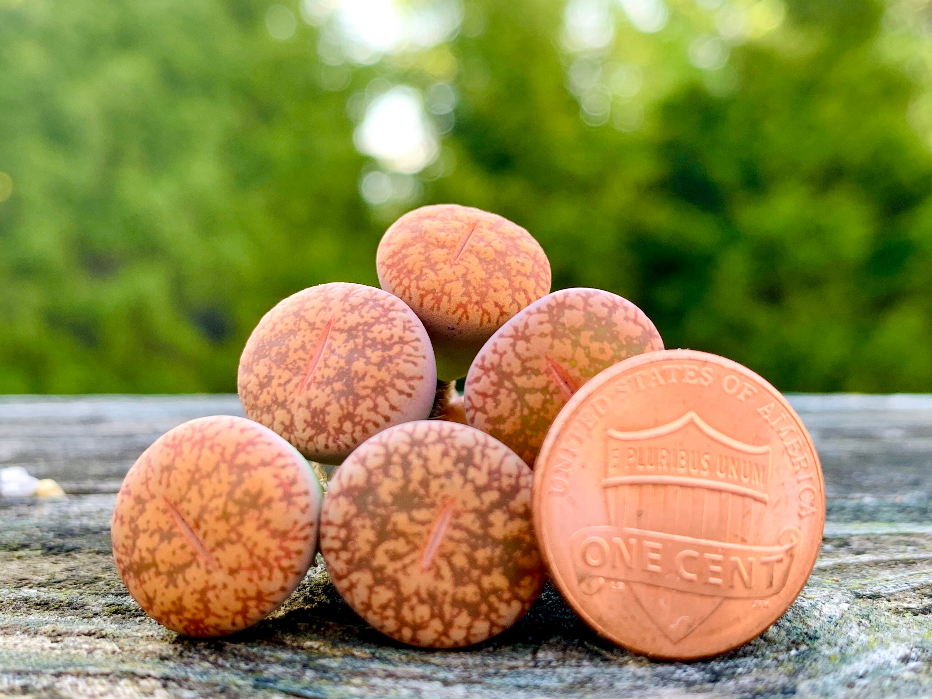 Rare Lithops Lesliei V. Hornii C15 / Lithops Living Stone - Etsy