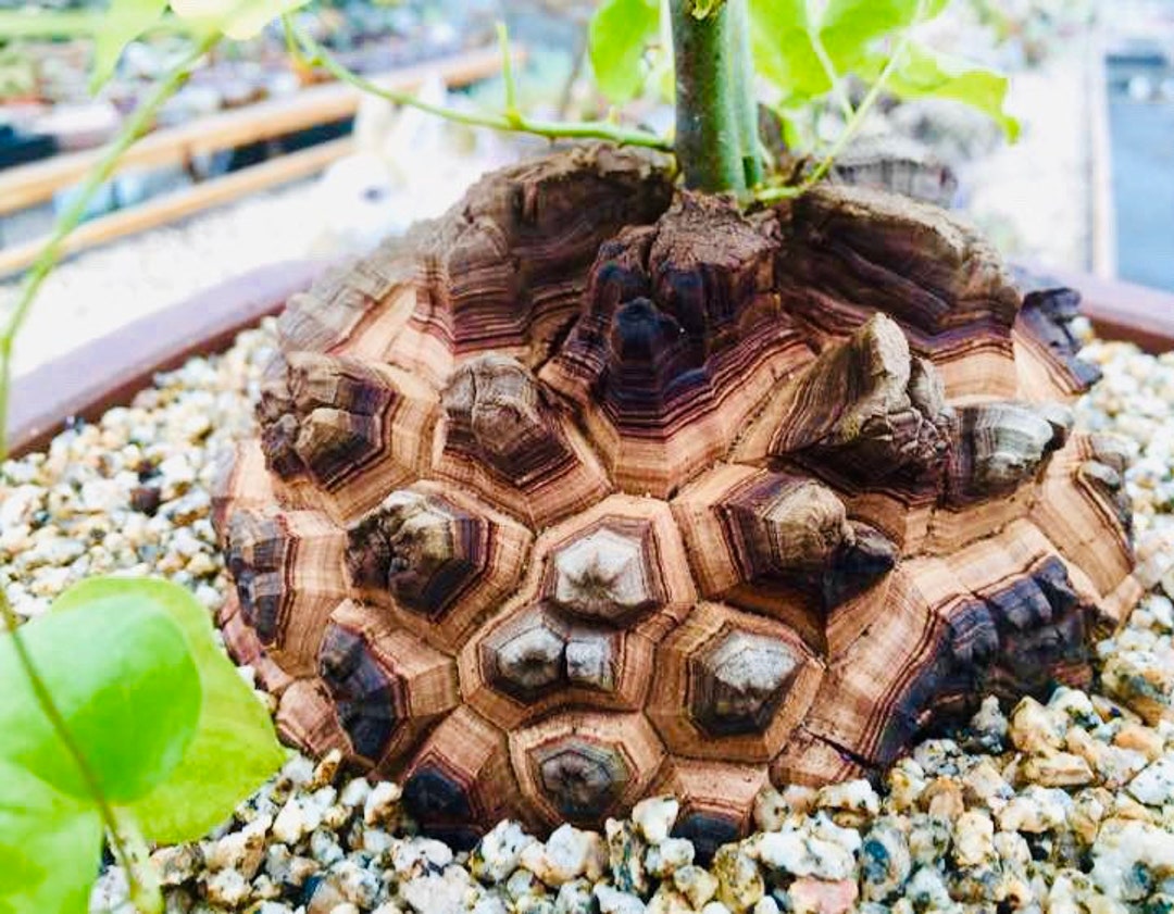 5 Seeds Rare Live Dioscorea Elephantipes / 'elephant's Foot' Cactus ...