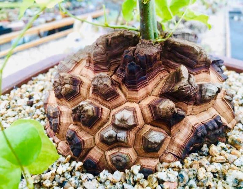 5 Seeds Rare Live Dioscorea Elephantipes / 'elephant's - Etsy