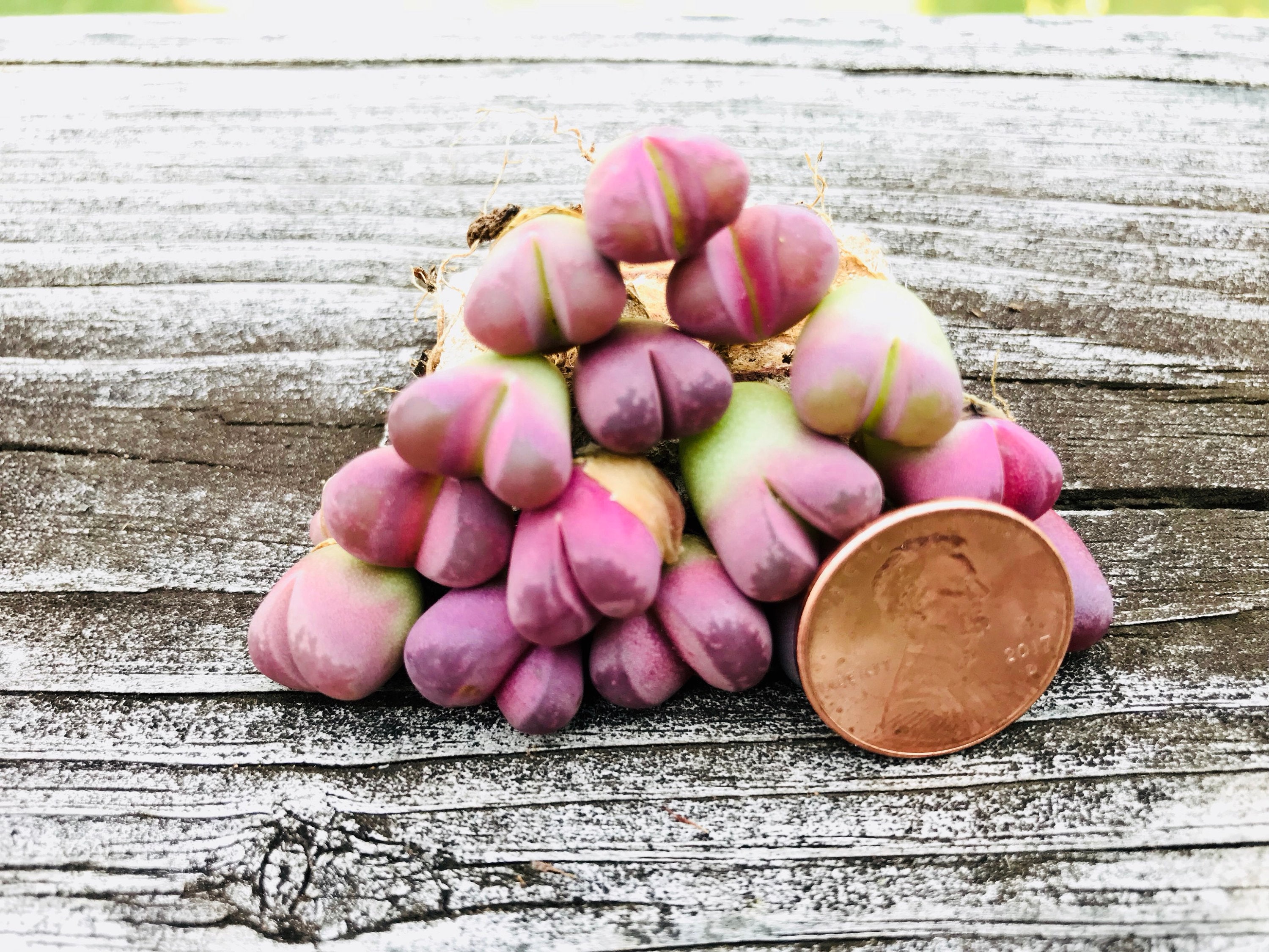 Limited Rare Lithops Optica Cv. Rubra / Lithops Living Stone - Etsy