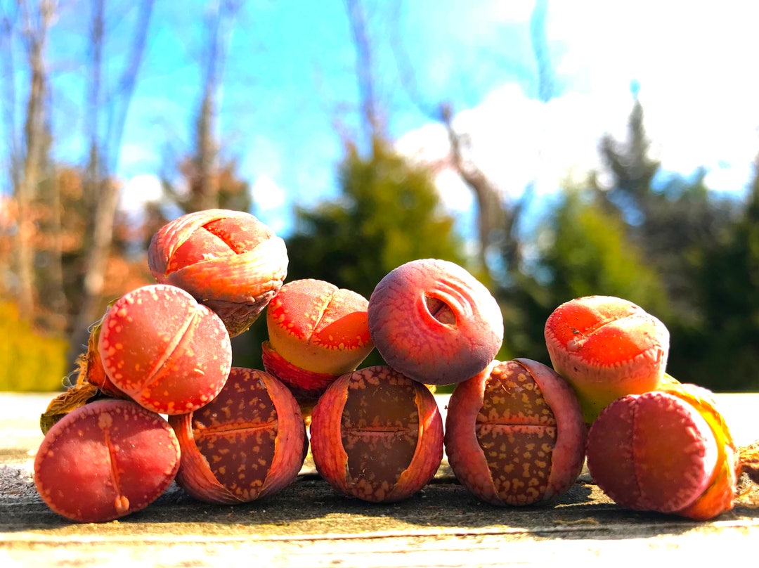 Lithops Aucampiae Ruby Red / Exotic Lithops Plant / Rusty Red Color ...