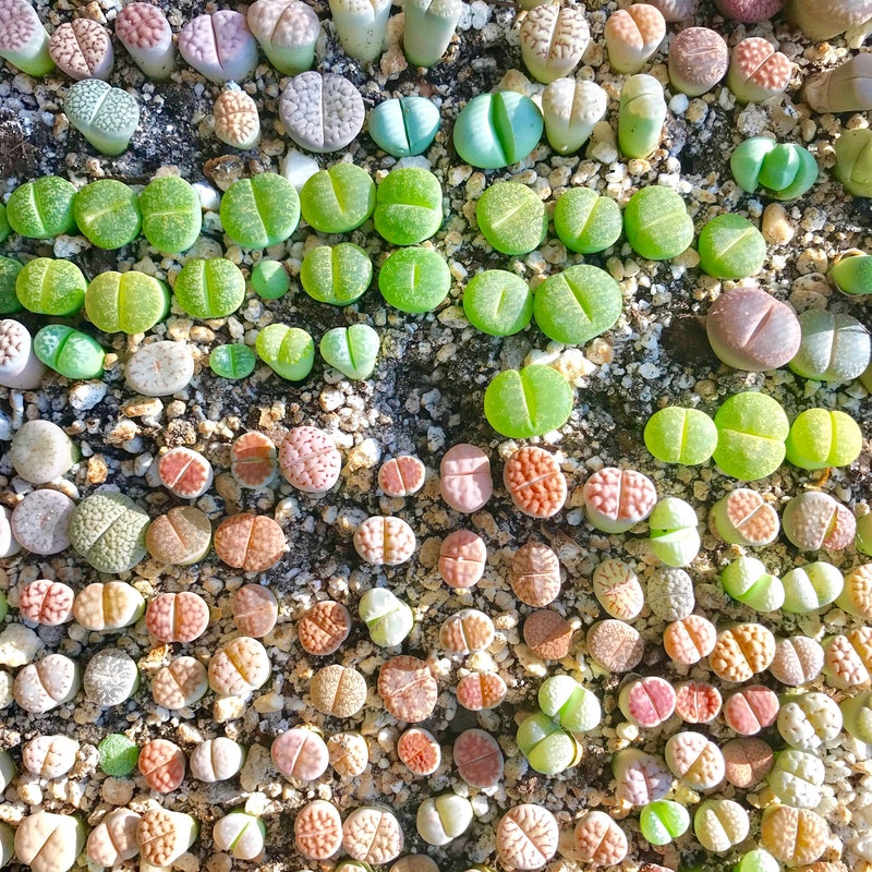 Lithops Succulent Kit - Etsy