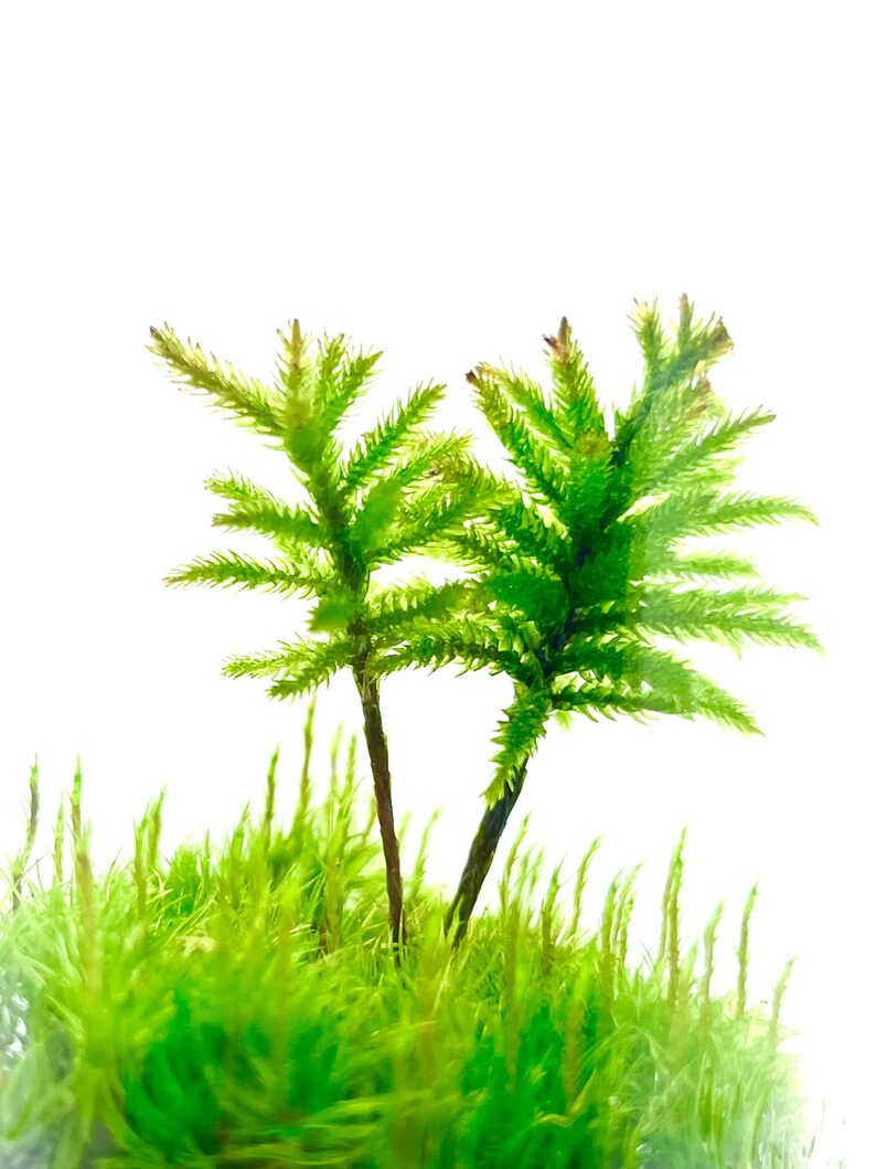 Live American Tree Moss (climacium Americanum) High Quality Palm Tree ...