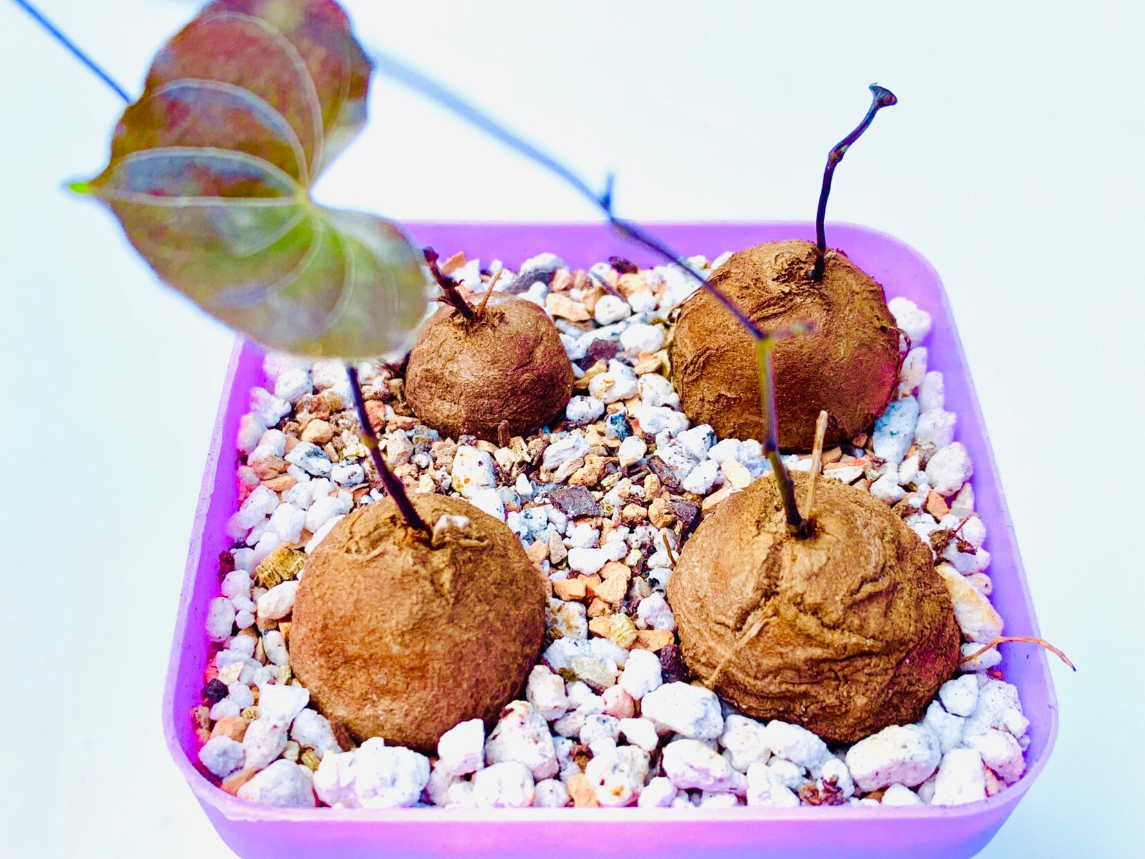 5 Seeds Rare Live Dioscorea Elephantipes / 'elephant's | Etsy