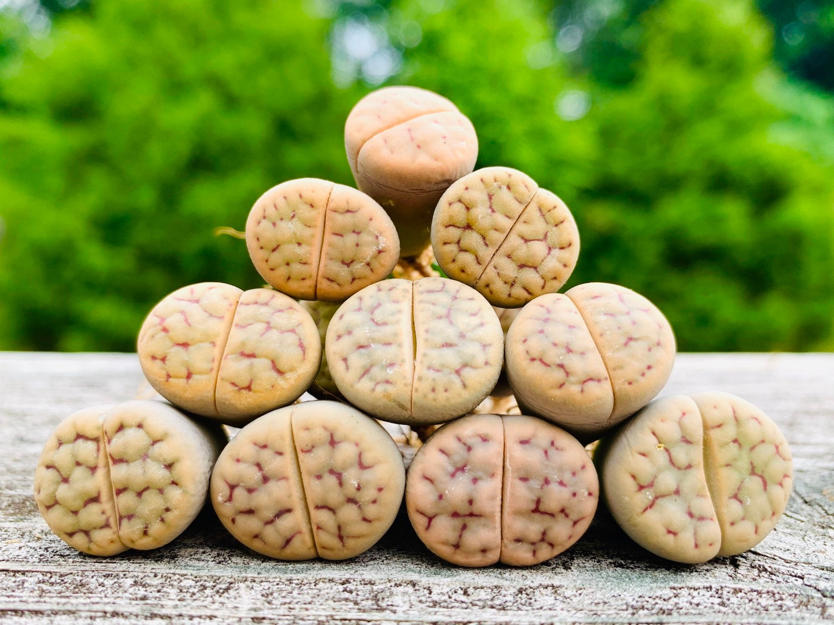 Limited Rare Lithops Schwantesii Var. Marthae / Living Stone - Etsy