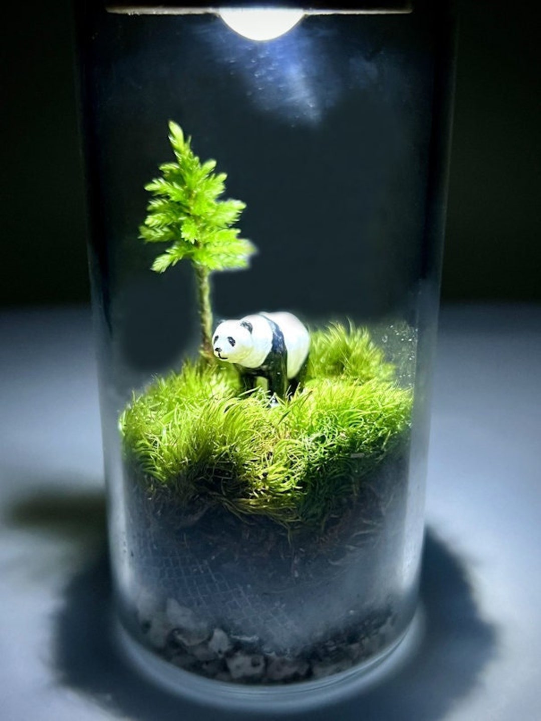 Miniature Live Moss Terrarium With Hand Painted Panda, Self Sustain Eco ...