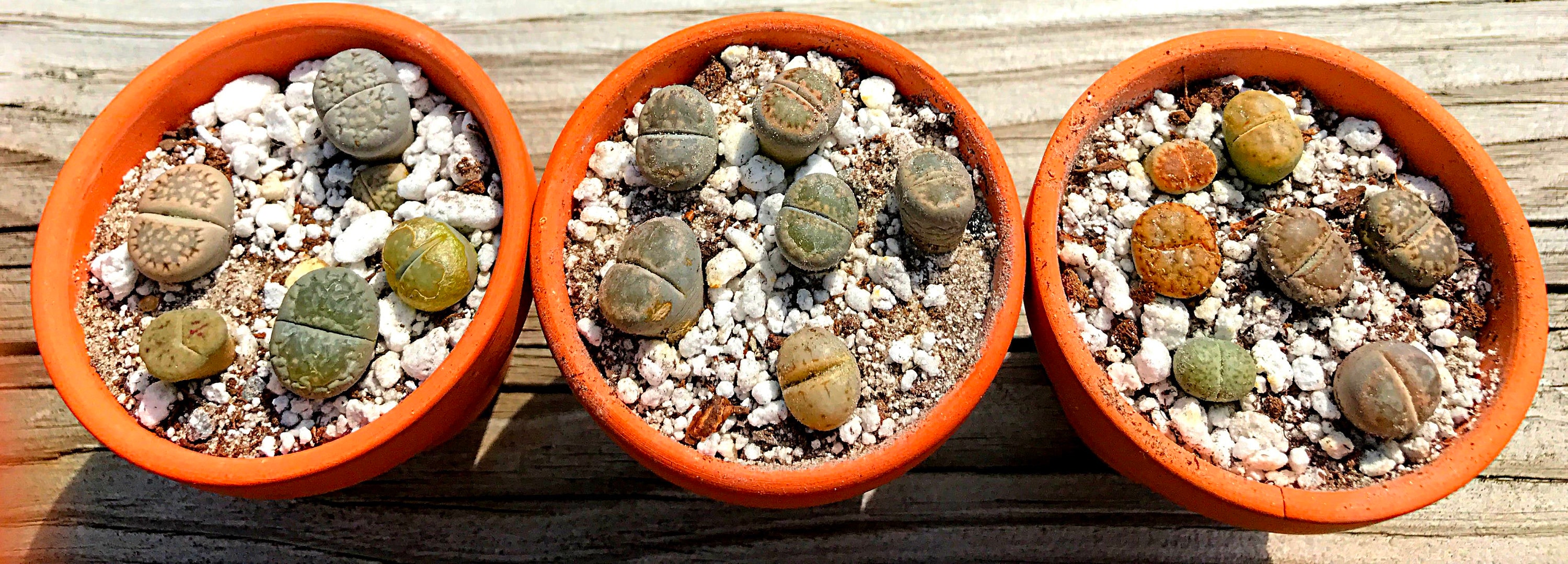 Live Lithops Plant / 2.5 Years Old Seedling Lithops Succulent - Etsy