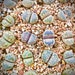 Live Limited Rare Lithops Olivacea C109 / Lithops Olivacea / Exotic ...