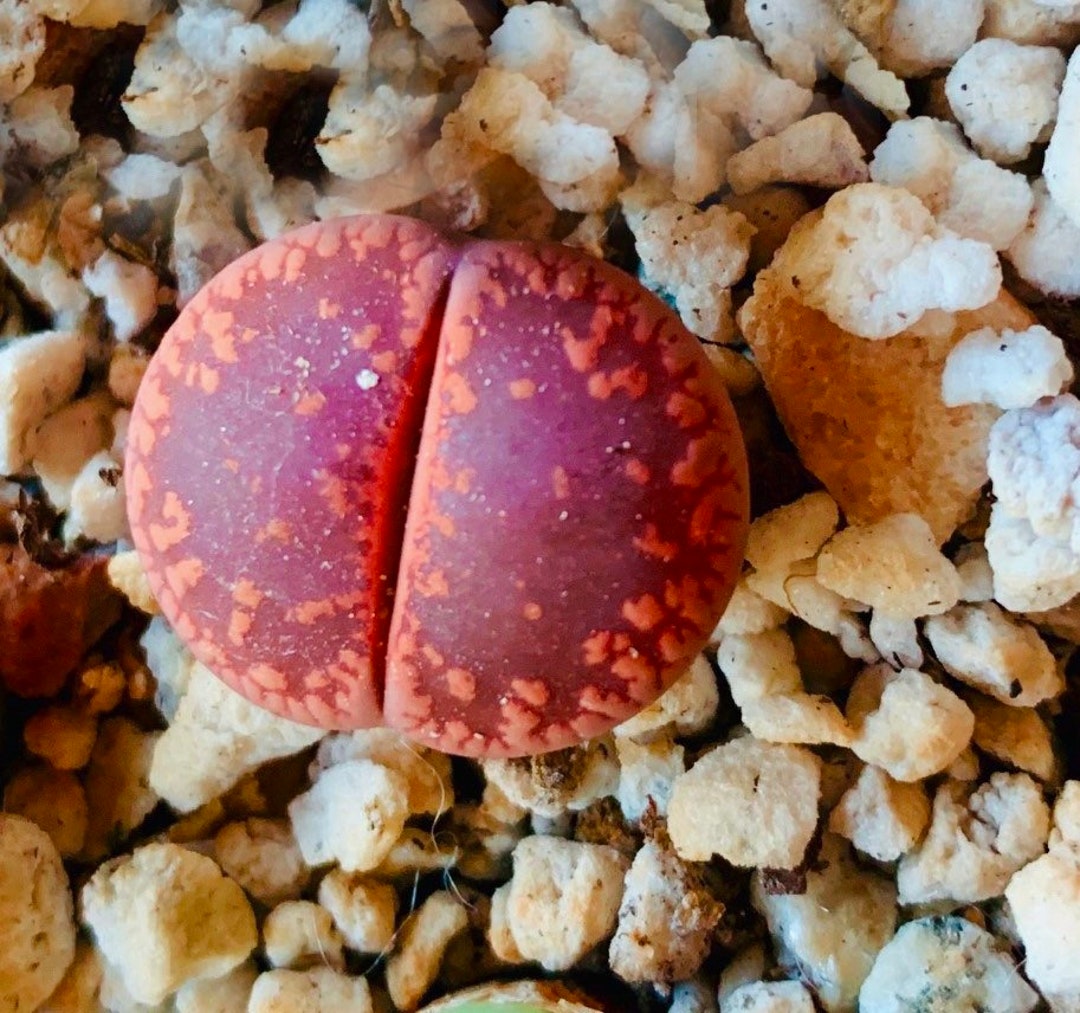 10 Seeds Lithops Aucampiae Ruby Red / Freshly Harvest 10 Premium ...