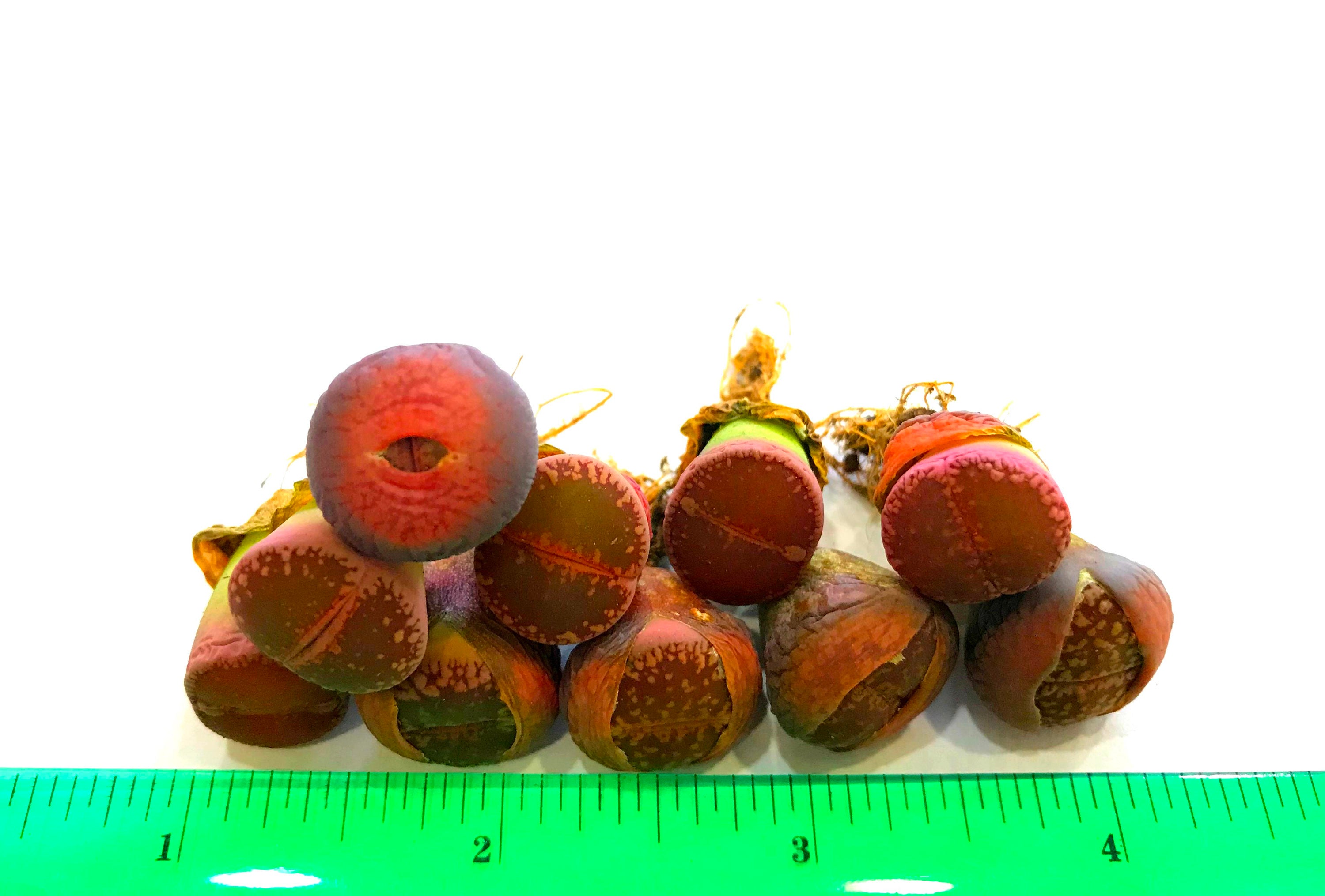 Lithops Aucampiae Ruby Red / Exotic Lithops Plant / Rusty Red | Etsy