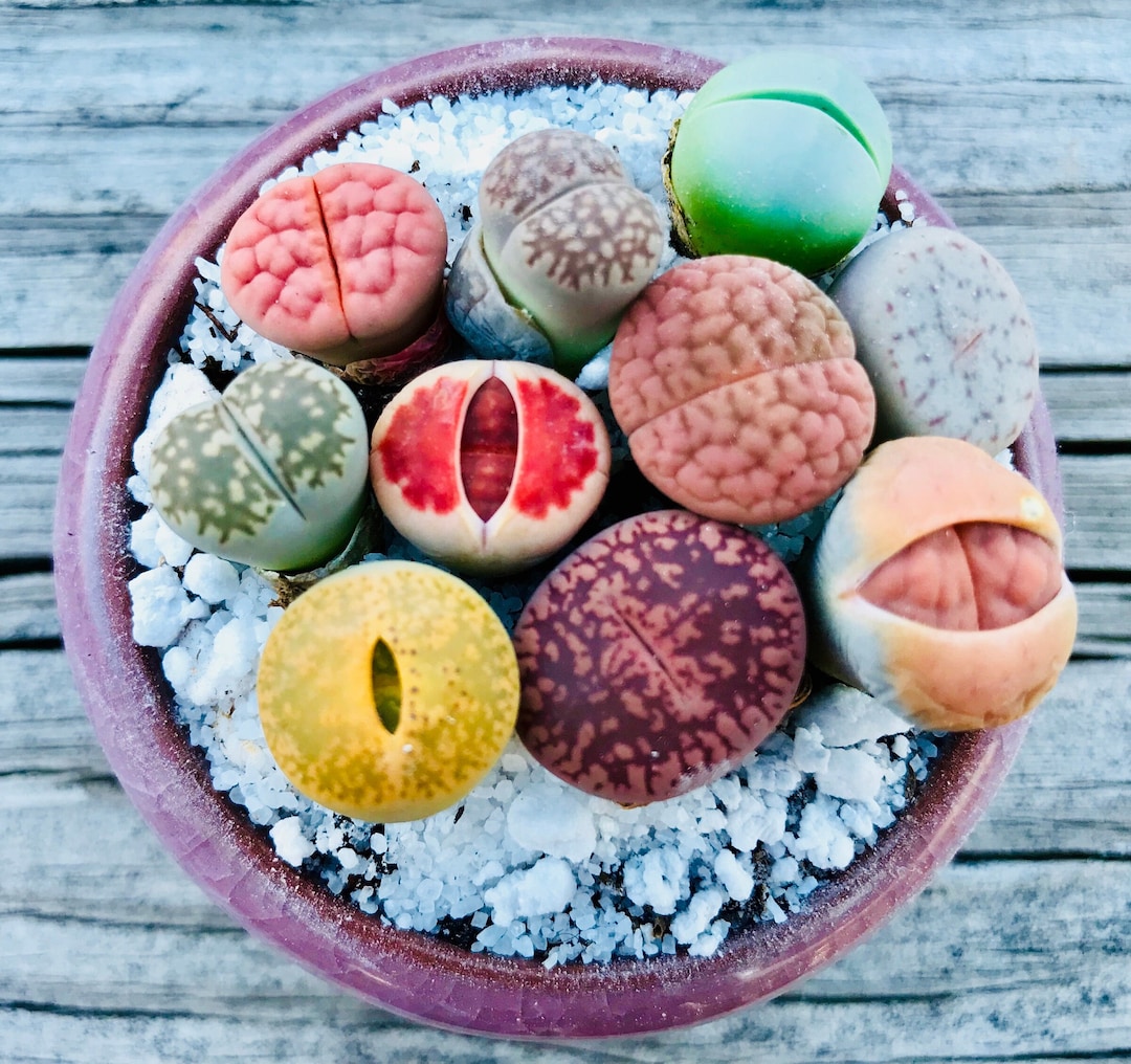 Potted 12-15 Live Exotic Lithops Plant / Choose Your Favorite Pot ...