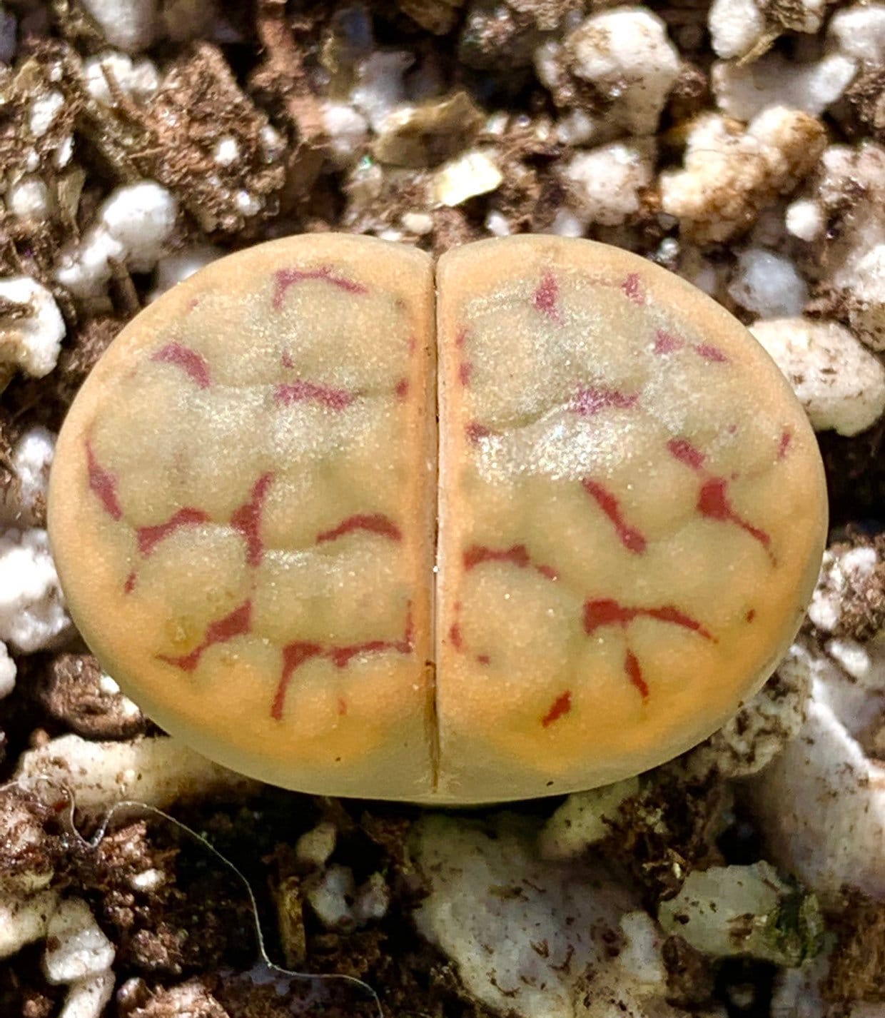 Limited Rare Lithops Schwantesii Var. Marthae / Living Stone - Etsy