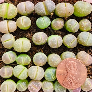 Live Limited Rare Lithops Olivacea C109 / Lithops Olivacea / Exotic ...