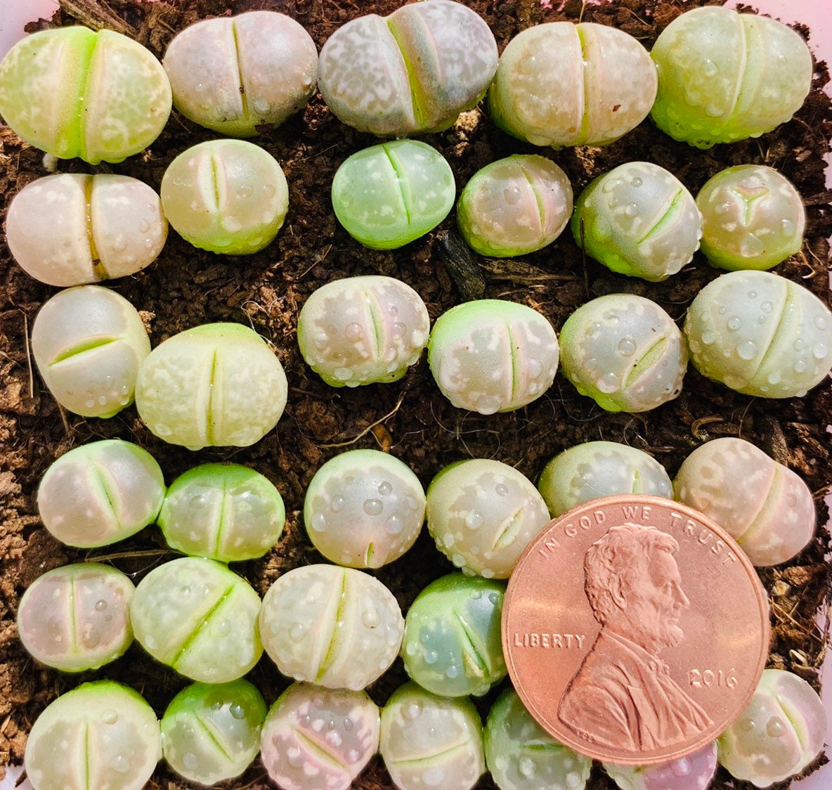 Live Limited Rare Lithops Olivacea C109 / Lithops Olivacea / - Etsy