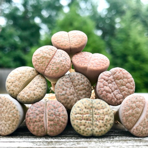 Limited Rare Lithops Fulviceps Mix / Lithops Living Stone - Etsy