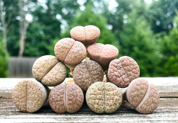 Limited Rare Lithops Fulviceps Mix / Lithops Living Stone - Etsy