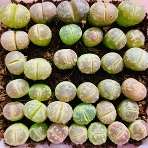 Live Limited Rare Lithops Olivacea C109 / Lithops Olivacea / Exotic ...