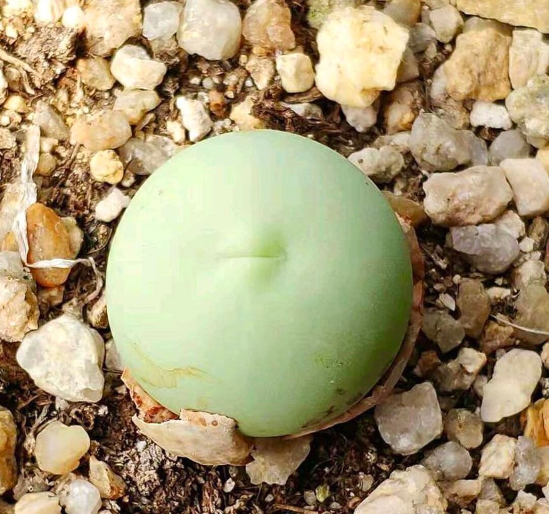 10 Seeds Rare Conophytum Calculus / Lithops Conophytum Seeds / Exotic ...