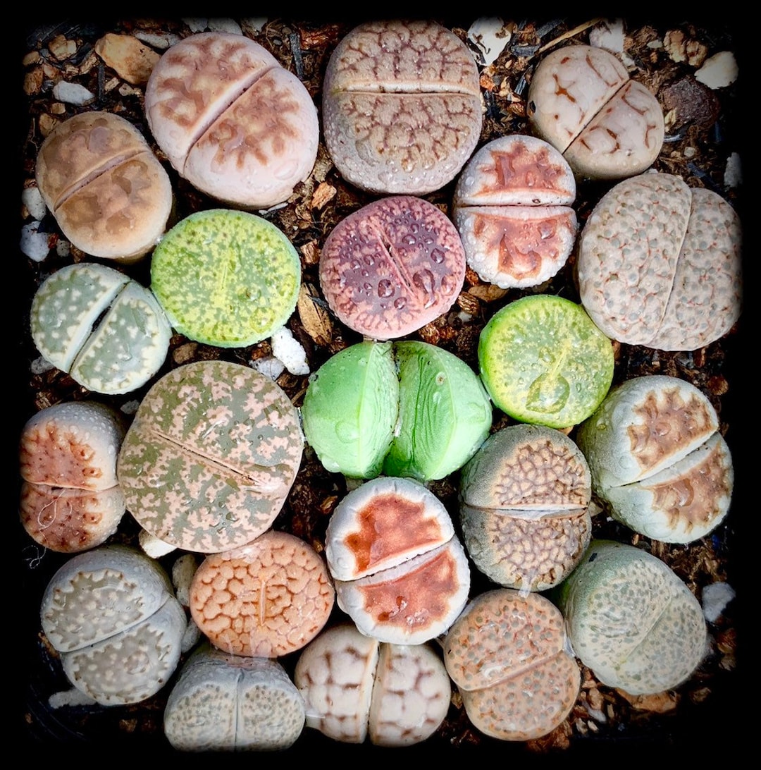 Pack of 8 Live Exotic Lithops / 2 Years Seedlings Perfect for Lithops ...