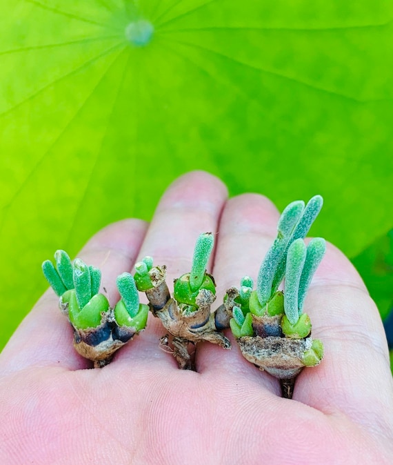 Limited Live Rare Monilaria Moniliforme Plant / Pick Your Own - Etsy