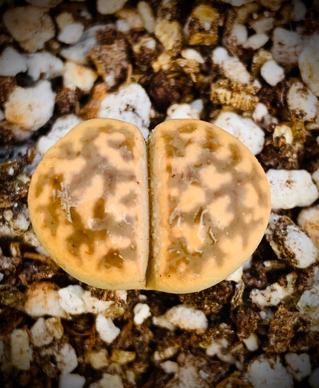 15 Seeds Lithops Karasmontana Bella C143A / Freshly Harvest Premium ...