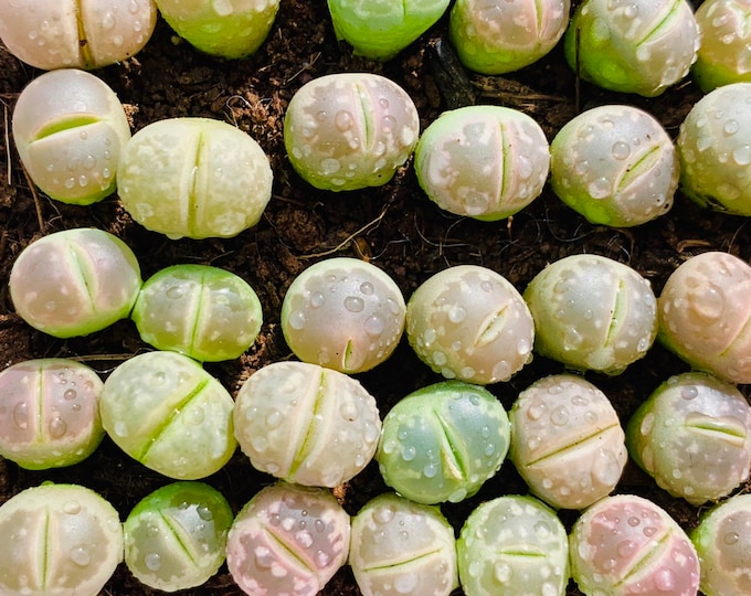 Live Limited Rare Lithops Olivacea C109 / Lithops Olivacea / Exotic ...