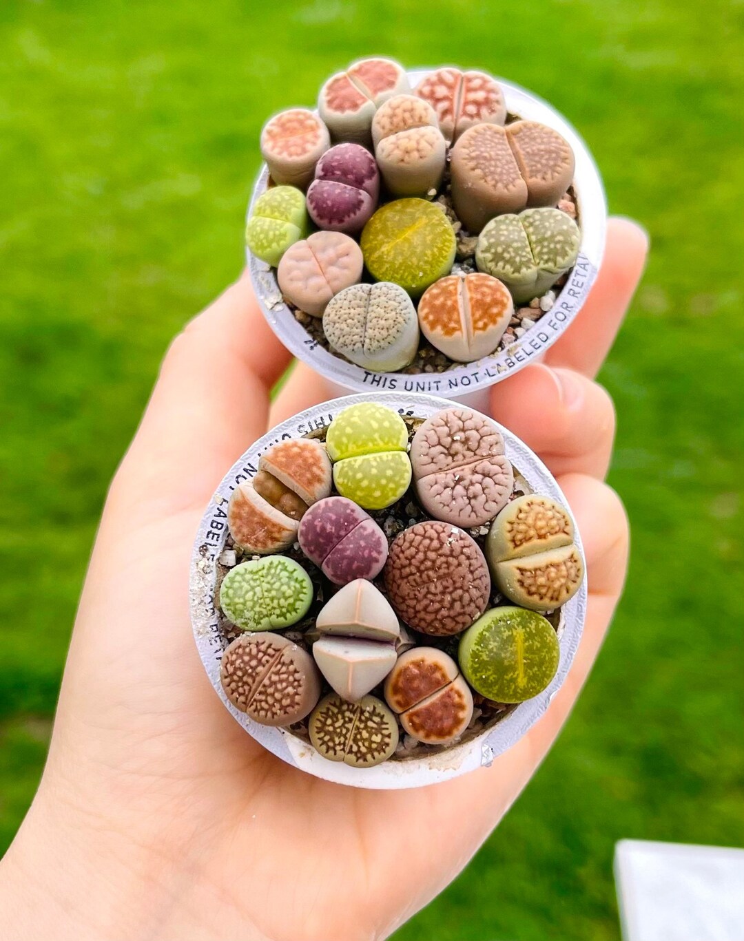 Potted 10-13 Live Exotic Lithops Plant / Choose Your Favorite Pot ...