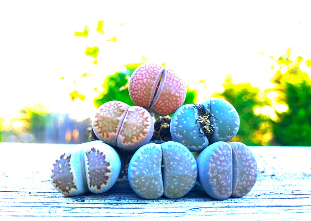 Large Healthy Lithops Plant / Living Stone Plant / Rare Lithops Rock ...