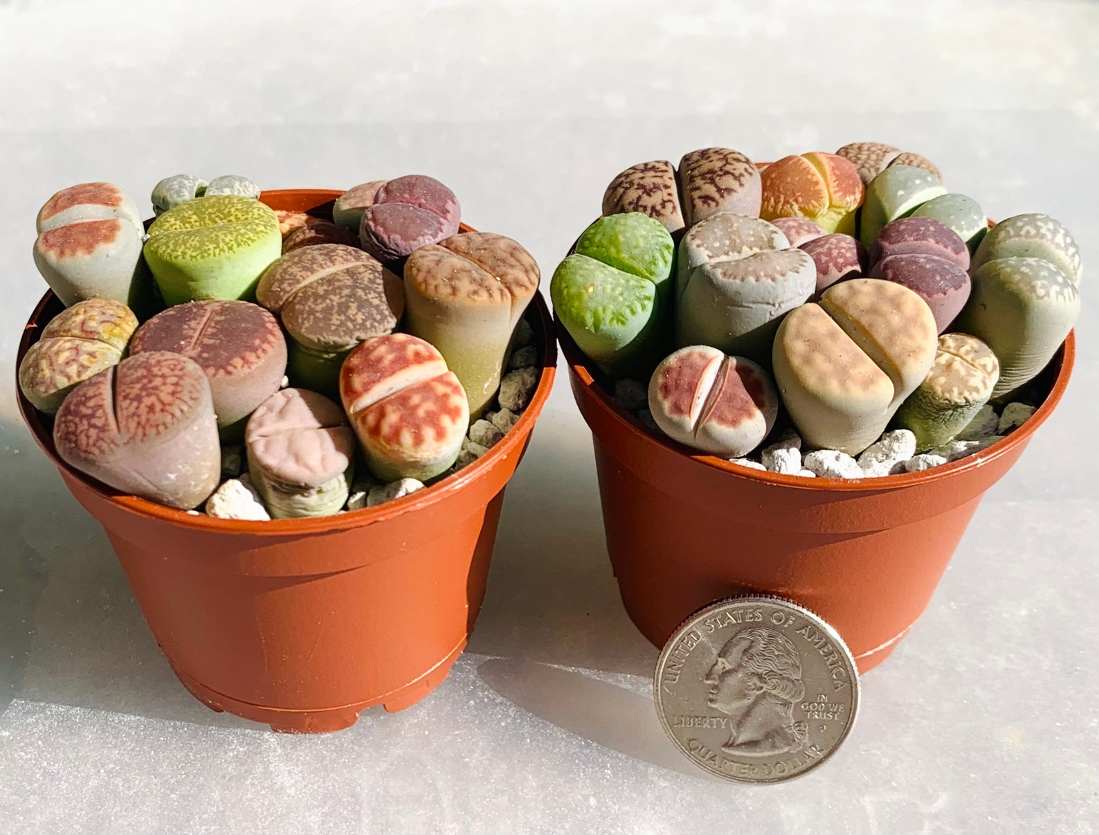 Potted 12-15 Live Exotic Lithops Plant / Choose Your Favorite - Etsy