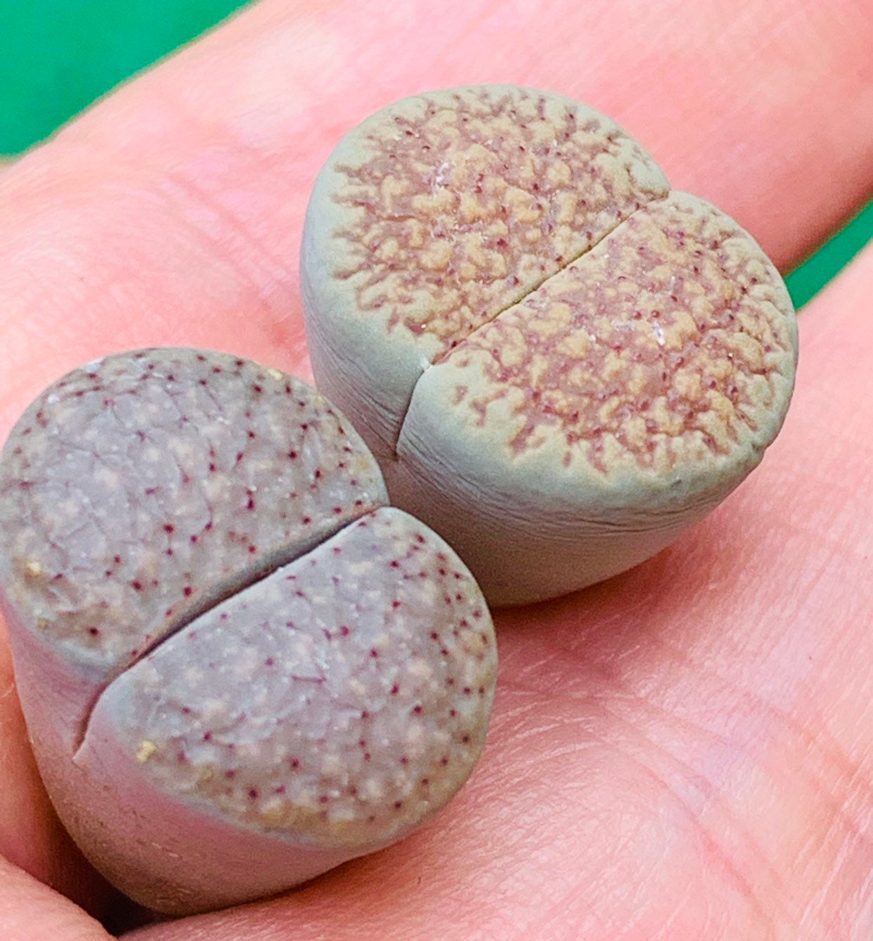 15 Seeds Rare Lithops Verruculosa / Living Stone Seeds / Split | Etsy