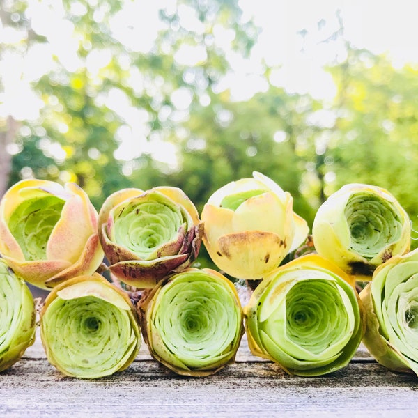 Mountain Rose Succulent - Etsy