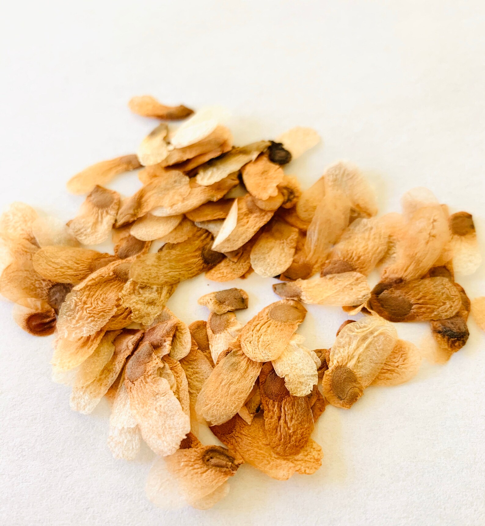 5 Seeds Rare Live Dioscorea Elephantipes / 'elephant's | Etsy