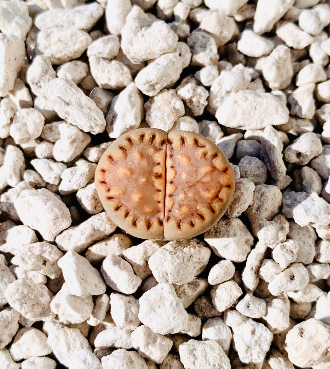 15 Seeds Exotic Lithops Julii C121 / Lithops Julii Seeds / Exotic ...