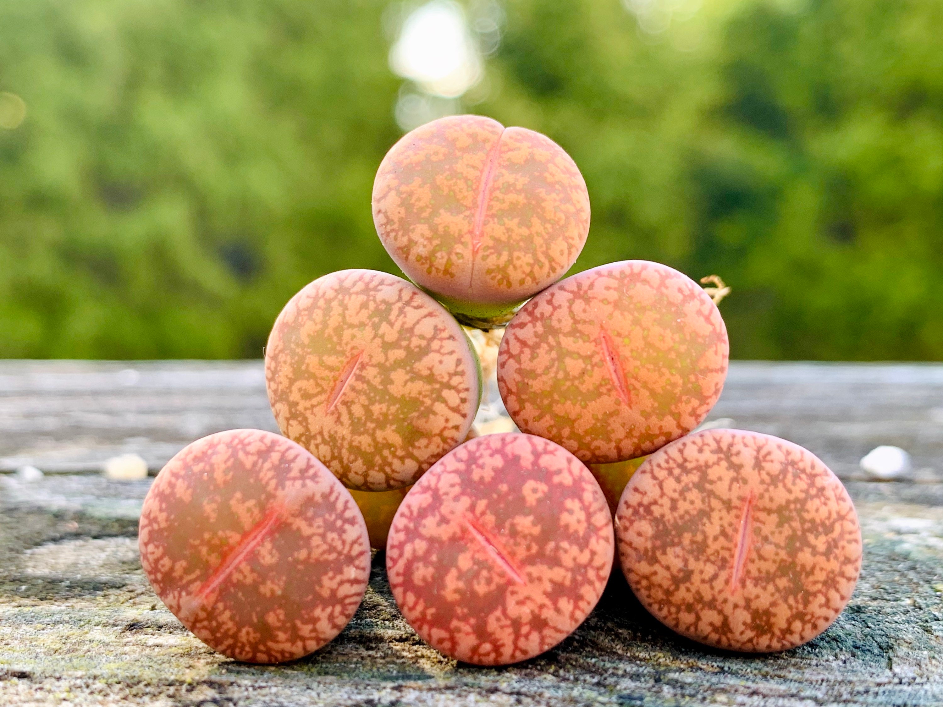 Rare Lithops Lesliei V. Hornii C15 / Lithops Living Stone - Etsy