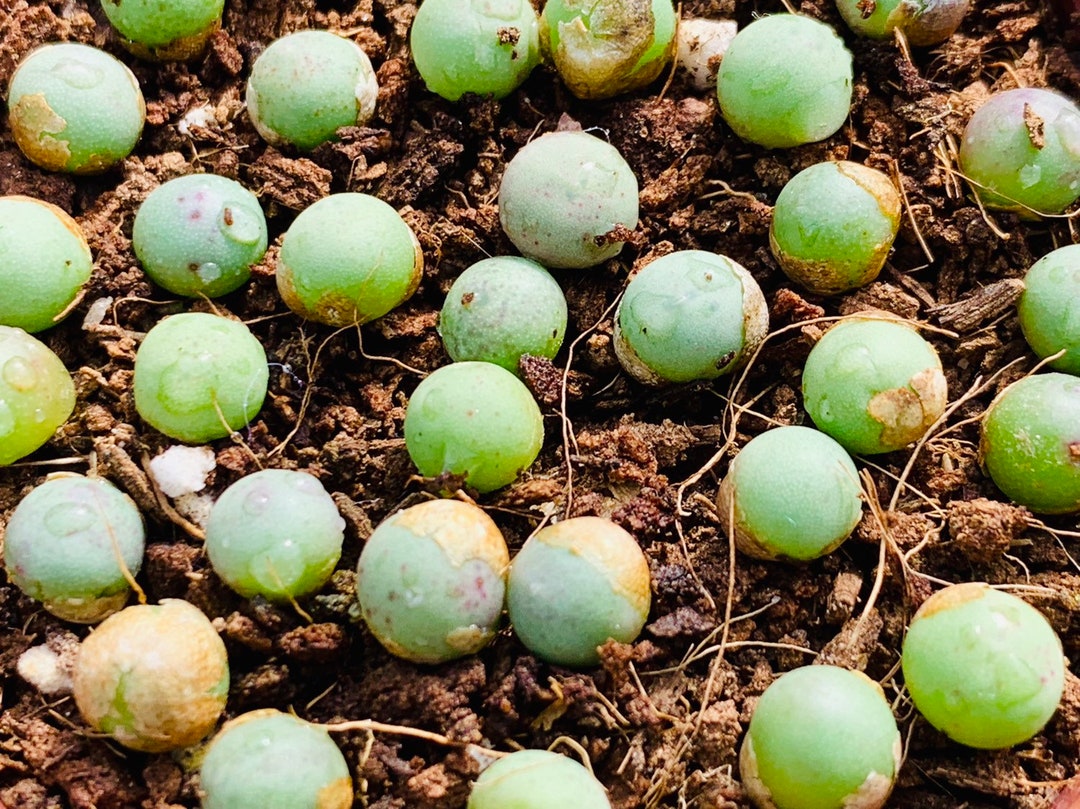 Live Limited Rare Conophytum Calculus / VERY SMALL Lithops Conophytum ...