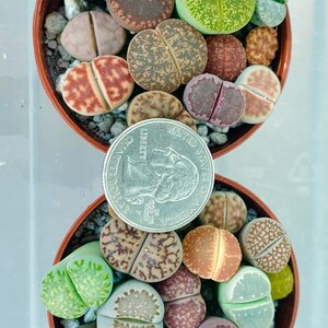 Potted 12-15 Live Exotic Lithops Plant / Choose Your Favorite Pot ...