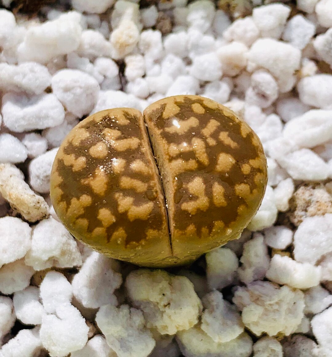 Limited Rare Lithops Karasmontana Bella C143A / Living Stone Plant ...