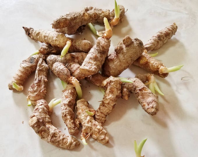 Six (6)organic Turmeric Sprouts. Ready to Plant /enjoy Lovely Turmeric ...
