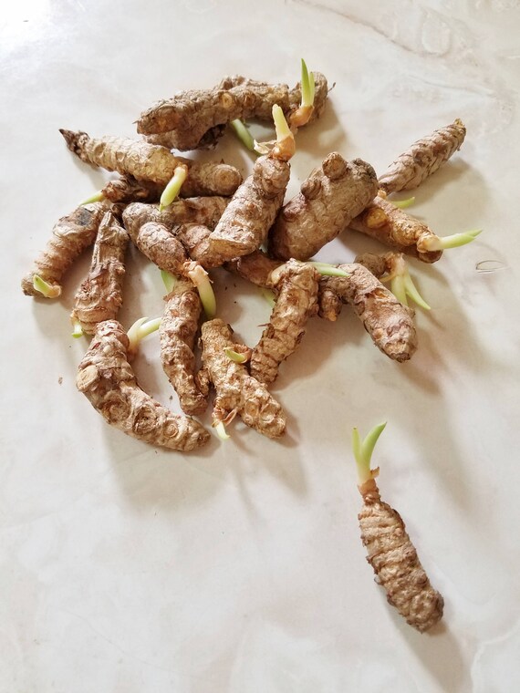 Six 6organic Turmeric Sprouts. Ready to Plant /enjoy Lovely - Etsy