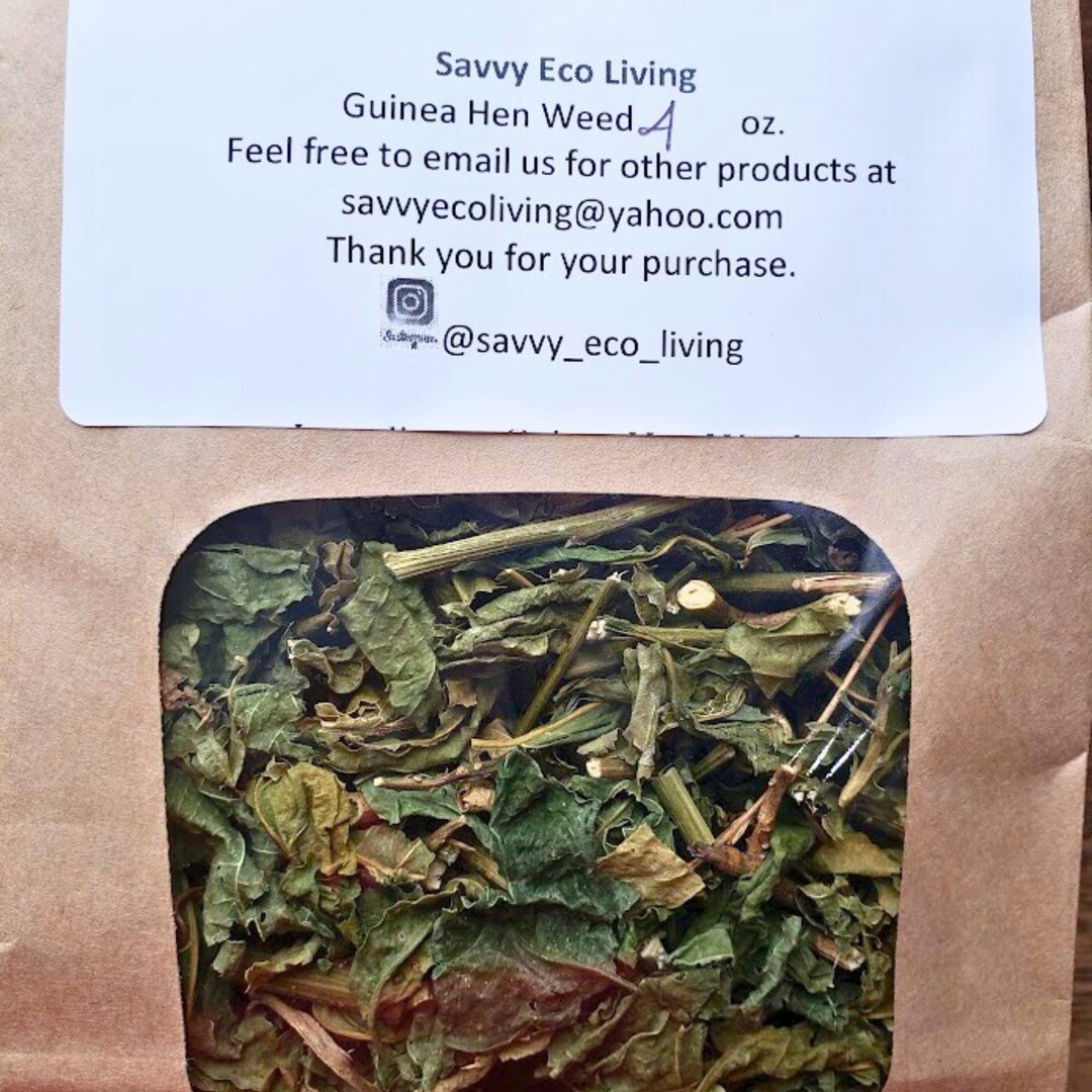 Anamu Guinea Hen Herbal Tea 4 Oz Wildcrafted Leaves, Stems and Roots. 4 ...