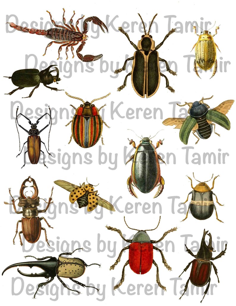 Insects Illustrations- Printable Ephemera - Etsy