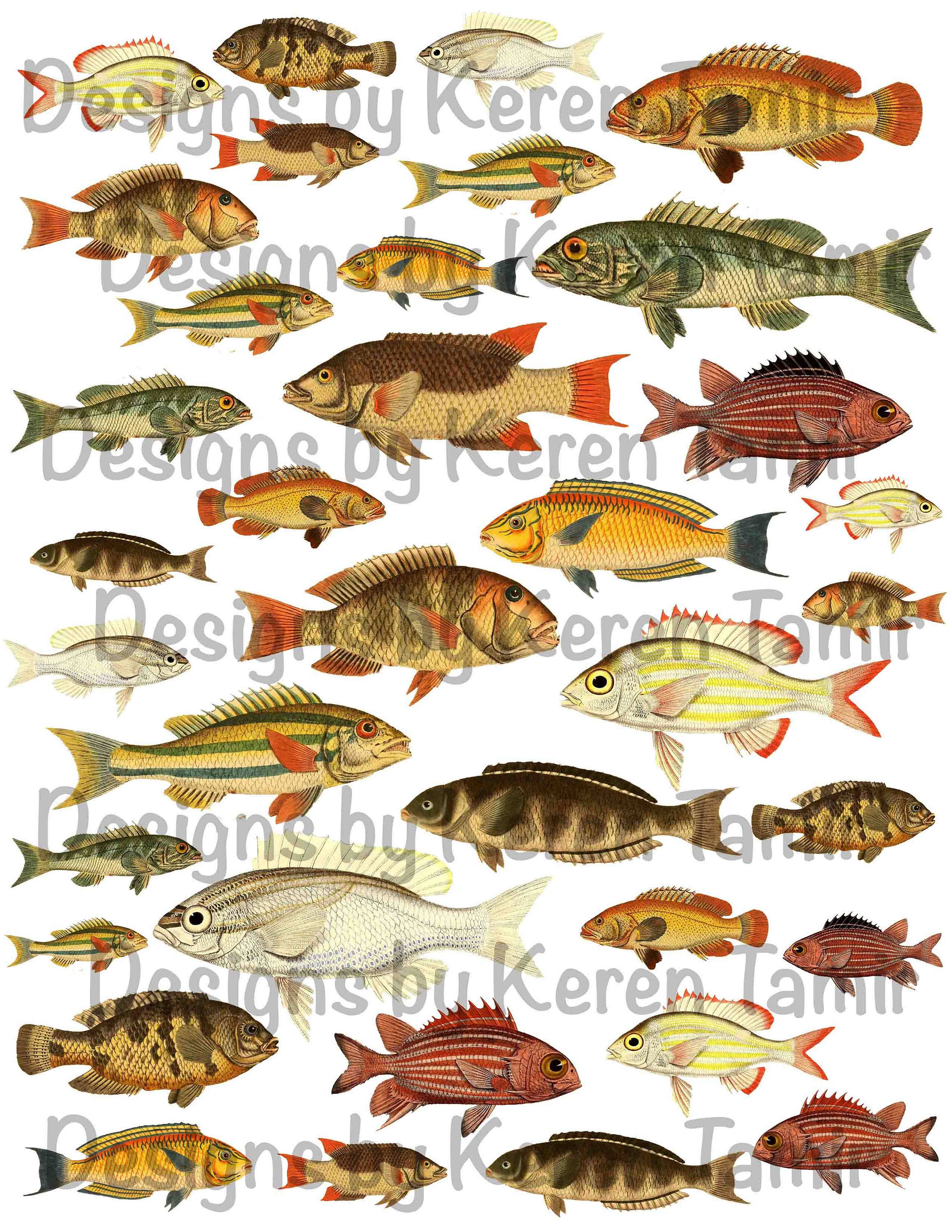 Fish Illustrations- Printable Ephemera - Etsy