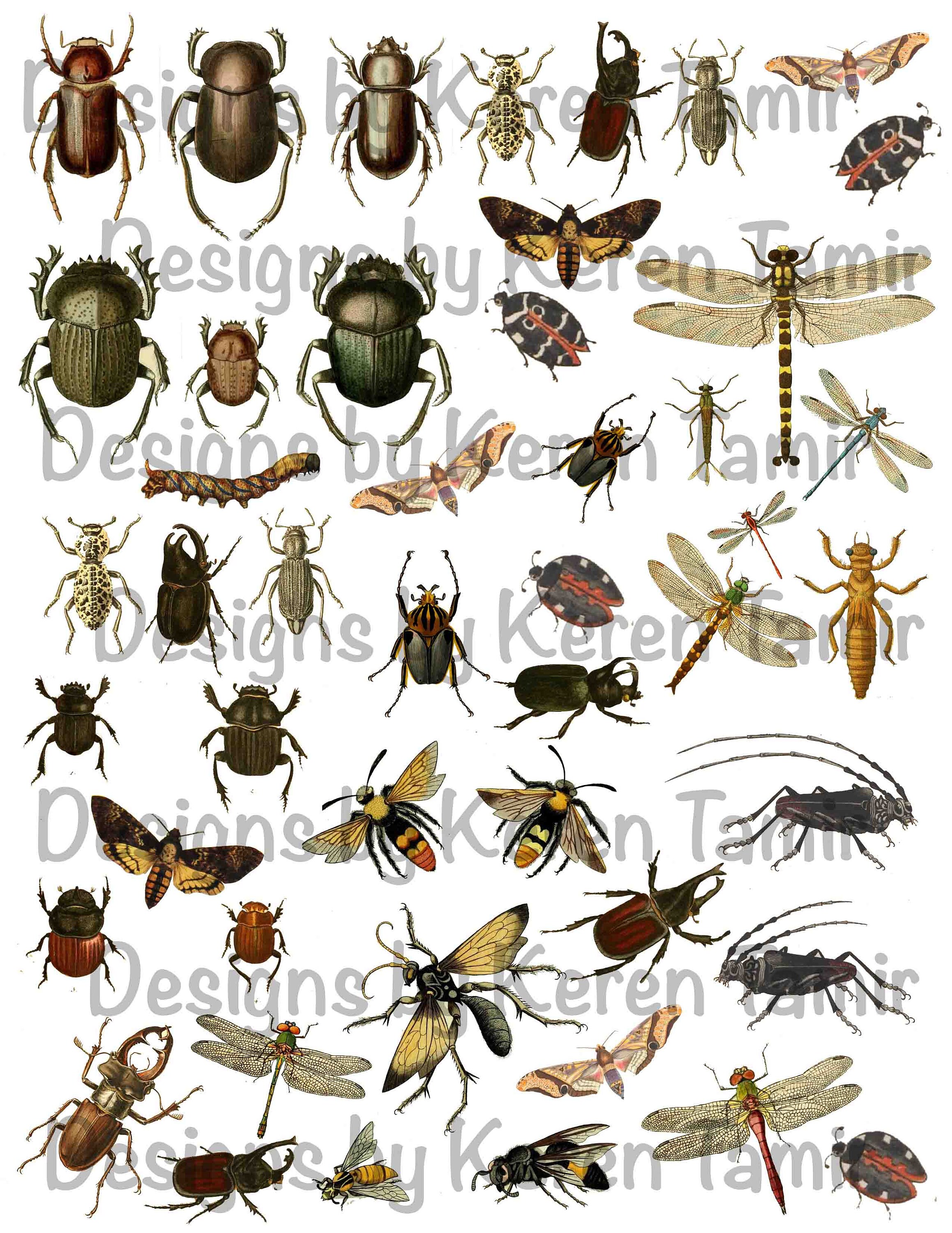 Insects Illustrations- Printable Ephemera - Etsy