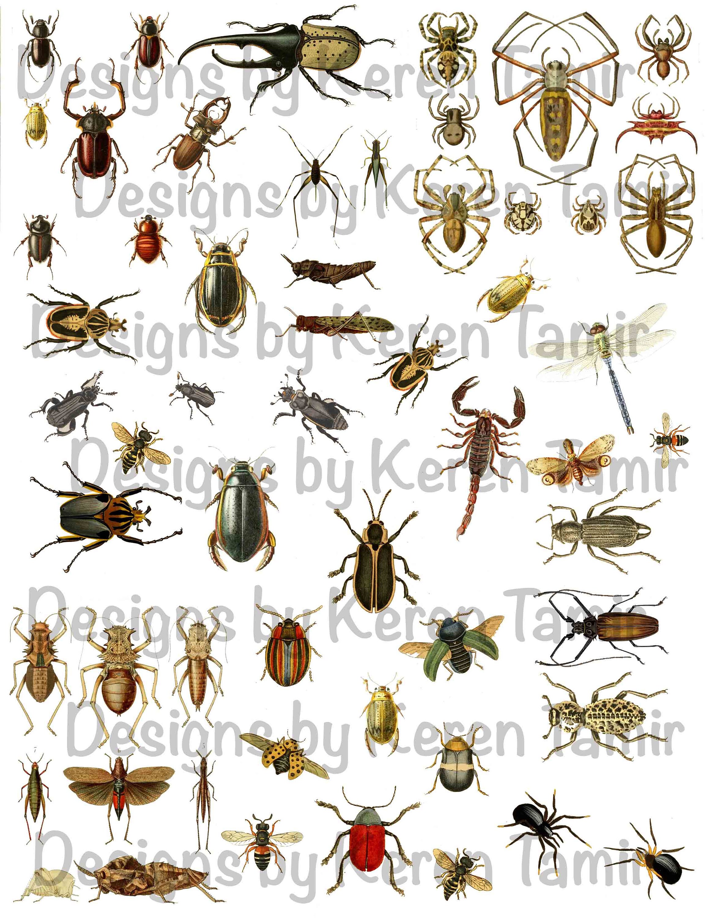 Insects Illustrations- Printable Ephemera - Etsy