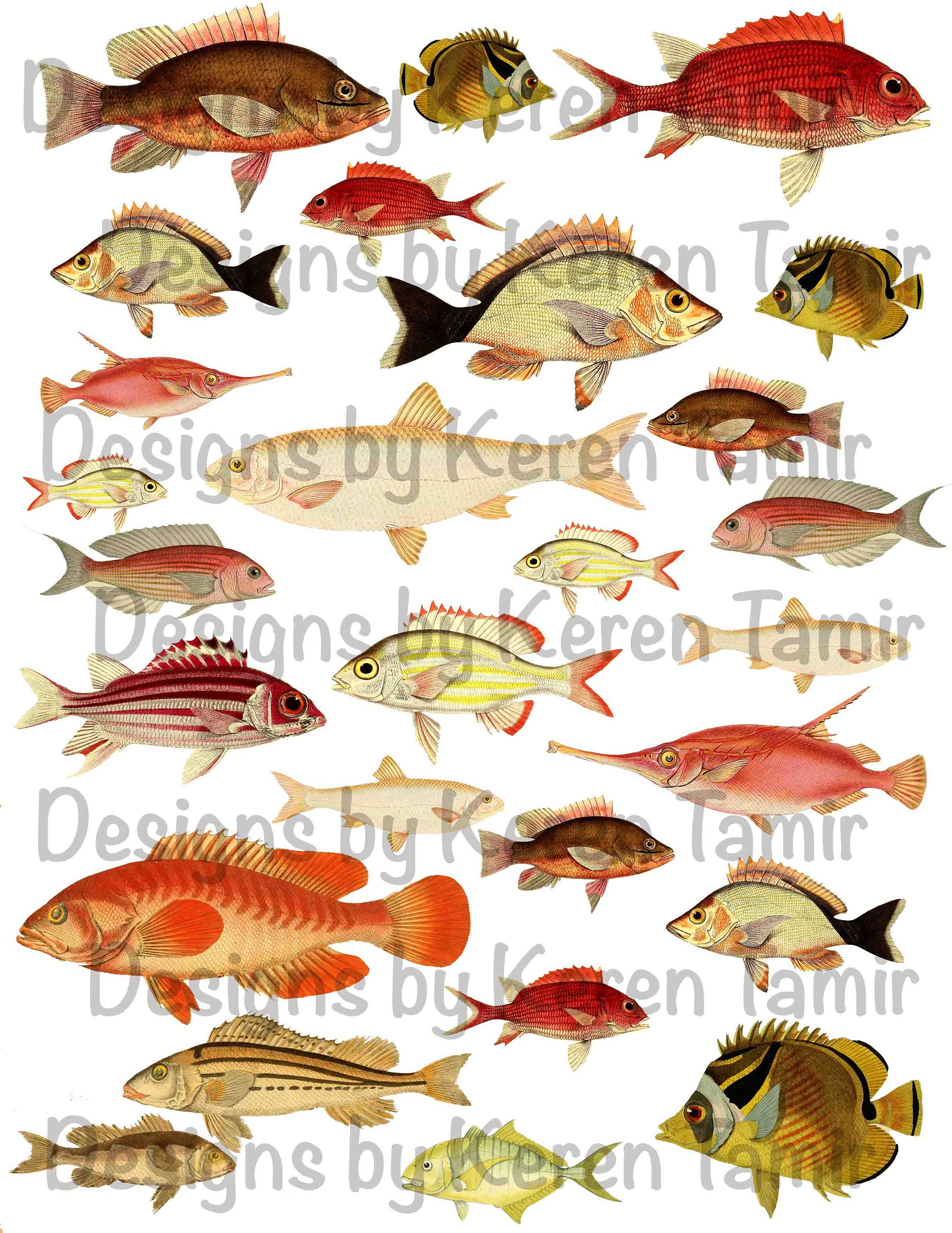 Fish Illustrations- Printable Ephemera - Etsy