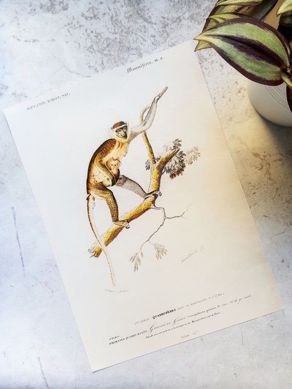 Poster Old Illustrations / Monkey 21cm X 29.7cm A4 Art Home | Etsy