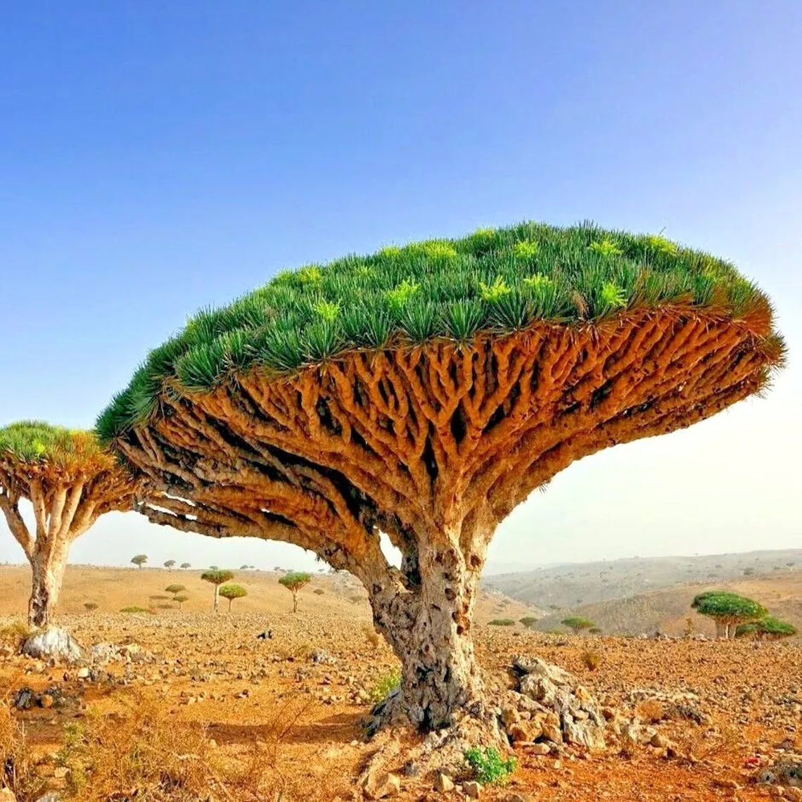 10 Dragon's Blood Tree Seeds dracaena Draco Exotic Canary Island Palm ...